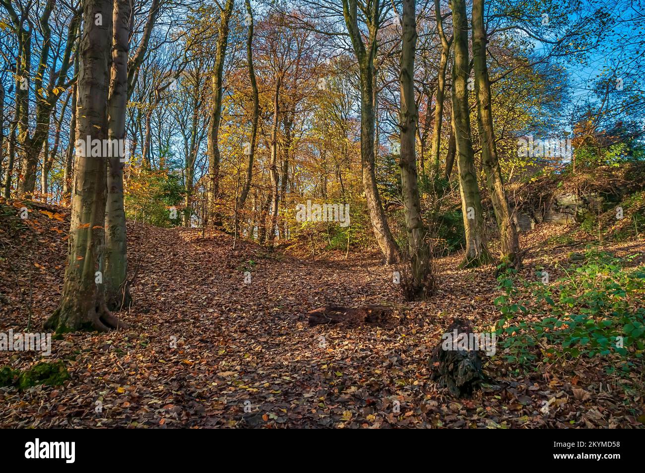 Bright autumn sunshine filtering through colourful trees on the steep ...