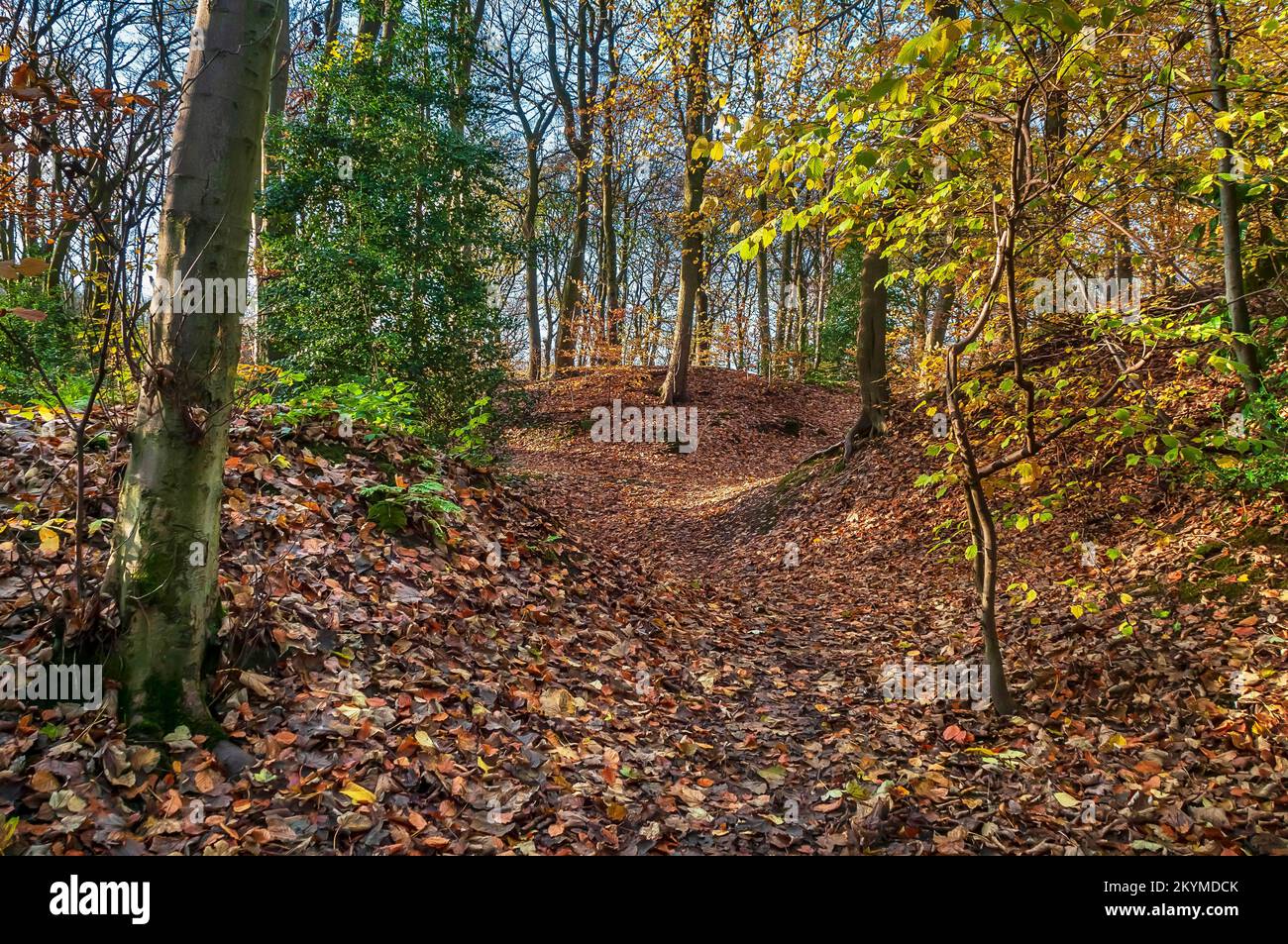 Bright autumn sunshine filtering through colourful trees on the steep ...