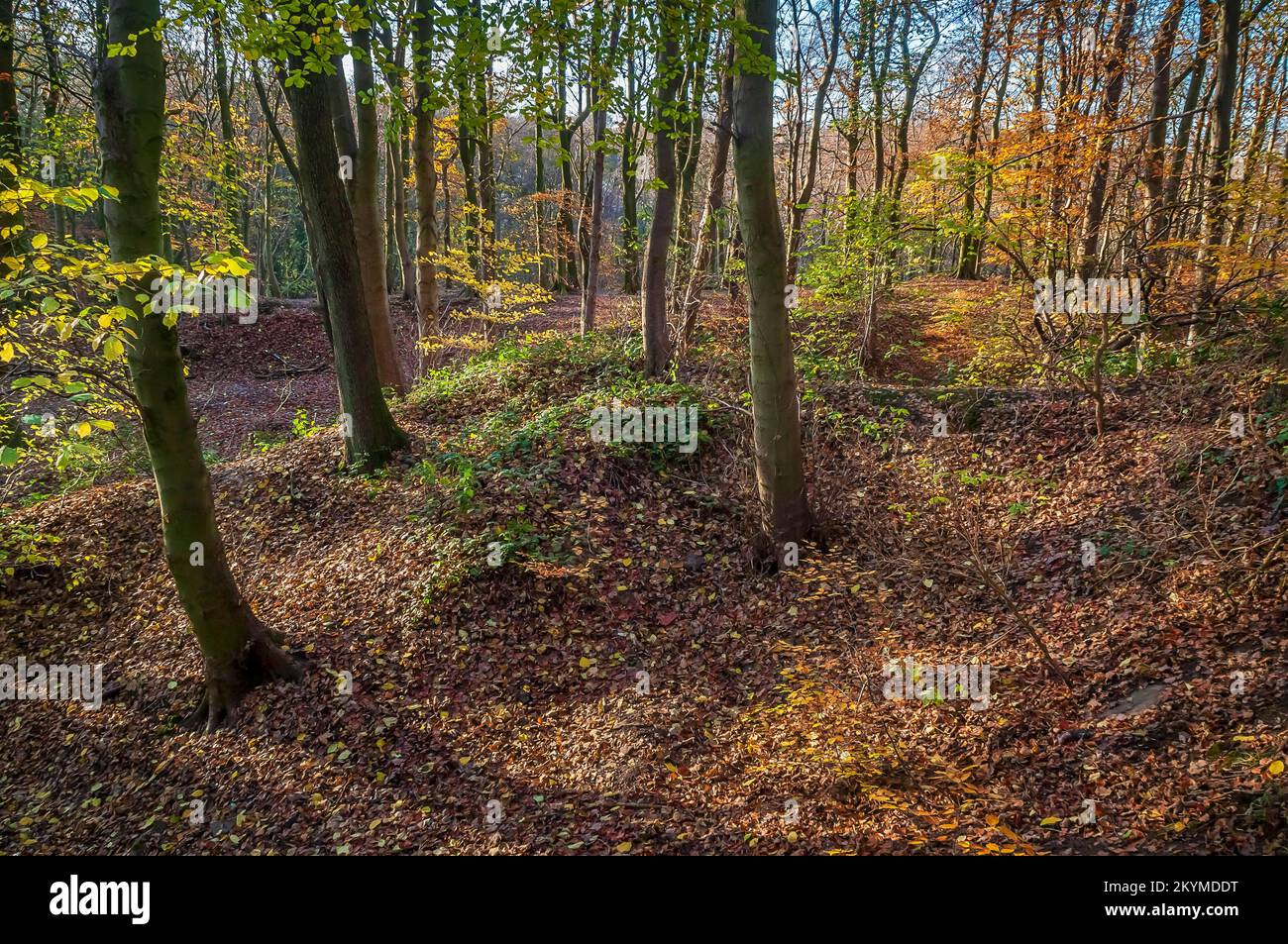 Bright autumn sunshine filtering through colourful trees on the steep ...