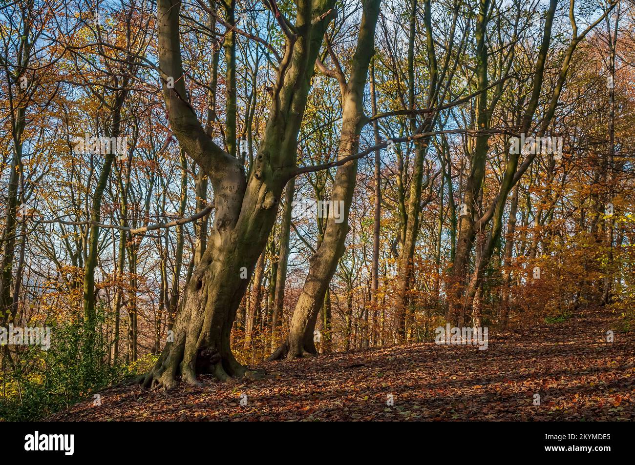 Bright autumn sunshine filtering through colourful trees on the steep ...