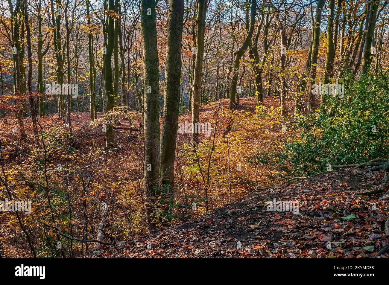 Bright autumn sunshine filtering through colourful trees on the steep ...