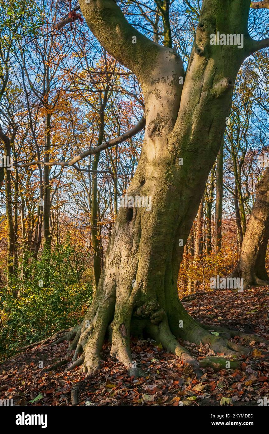 Bright autumn sunshine on a large tree trunk amidst colourful trees on ...