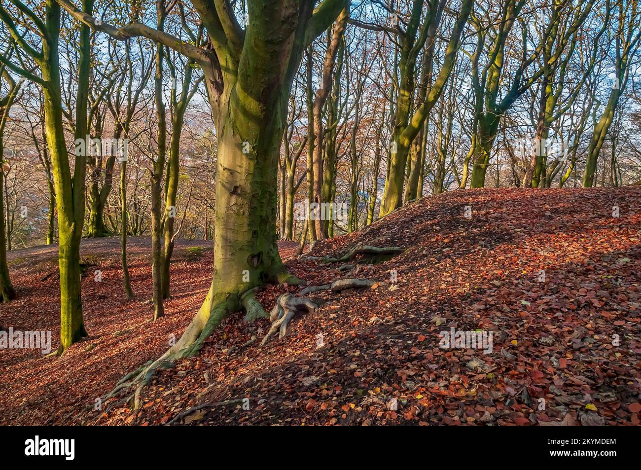 Bright autumn sunshine filtering through colourful trees on the steep ...