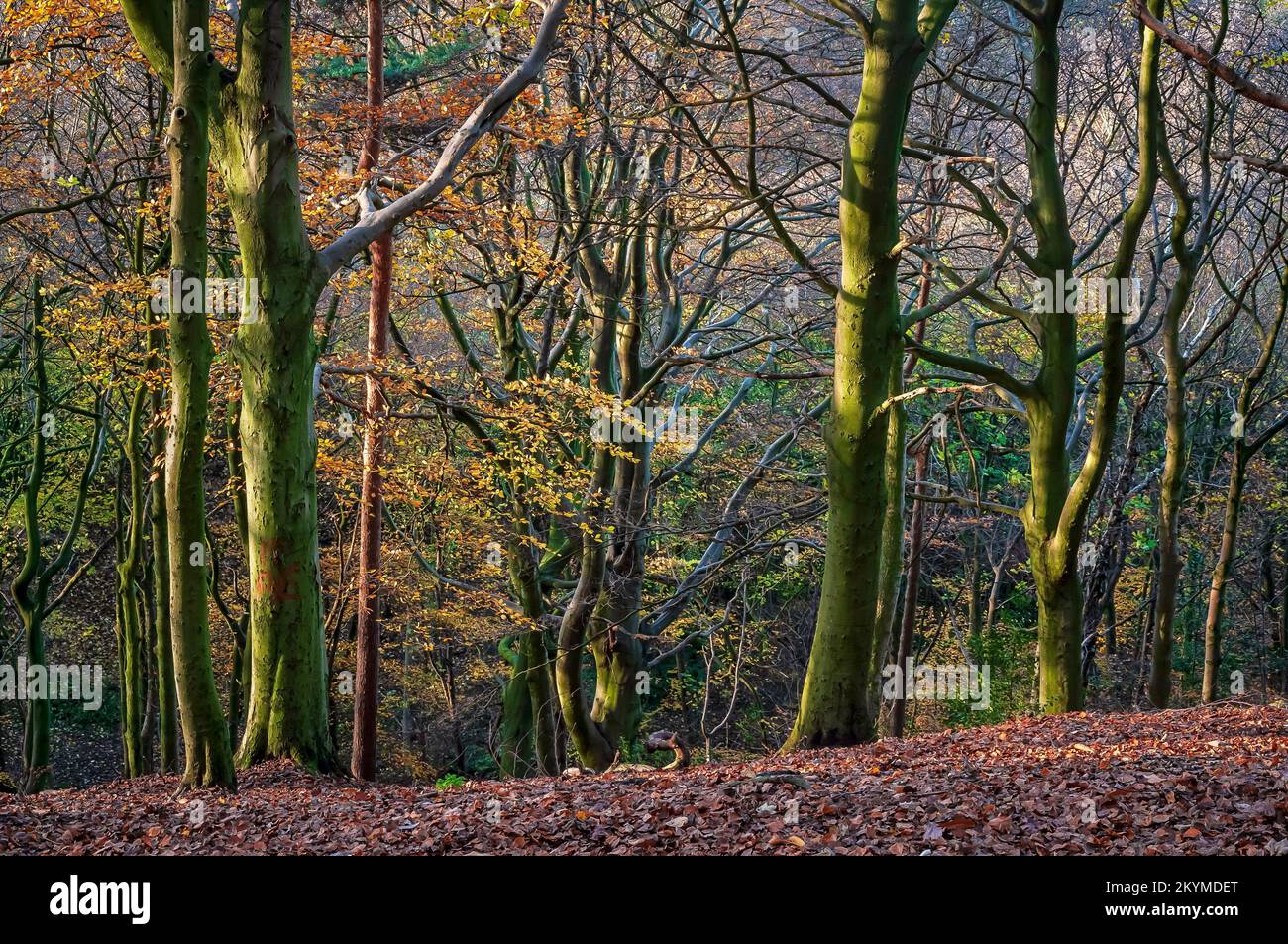 Bright autumn sunshine filtering through colourful trees on the steep ...