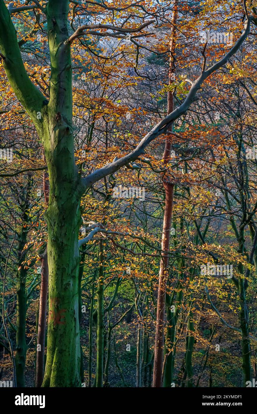 Bright autumn sunshine filtering through colourful trees on the steep ...
