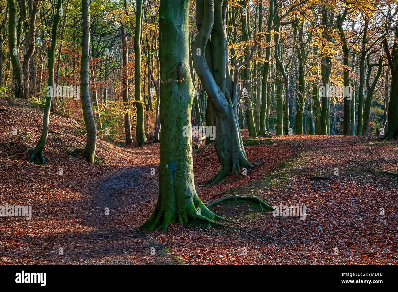 Bright autumn sunshine filtering through colourful trees on the steep ...
