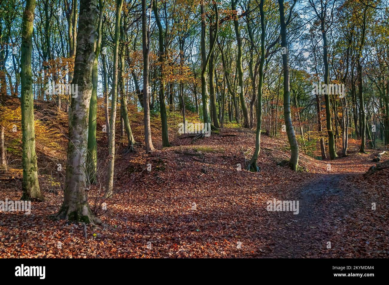 Bright autumn sunshine filtering through colourful trees on the steep ...