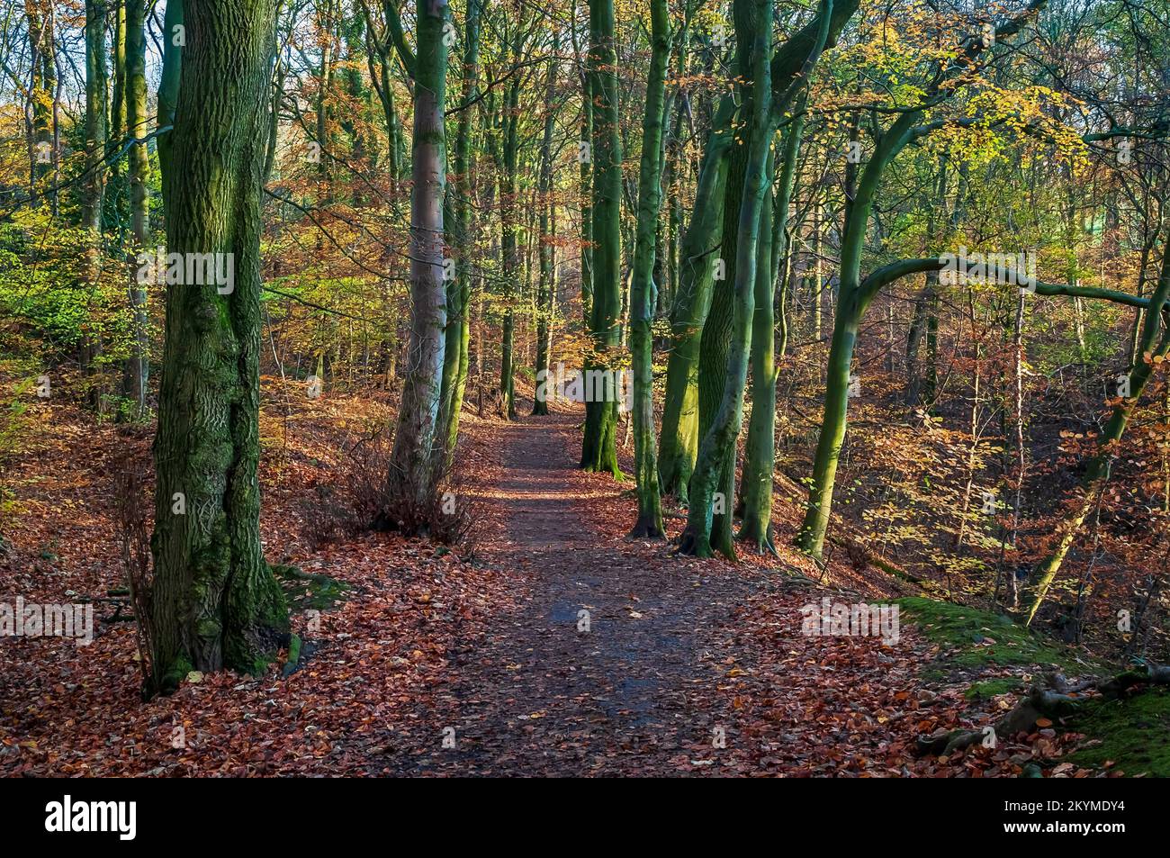Bright autumn sunshine filtering through colourful trees on the steep ...