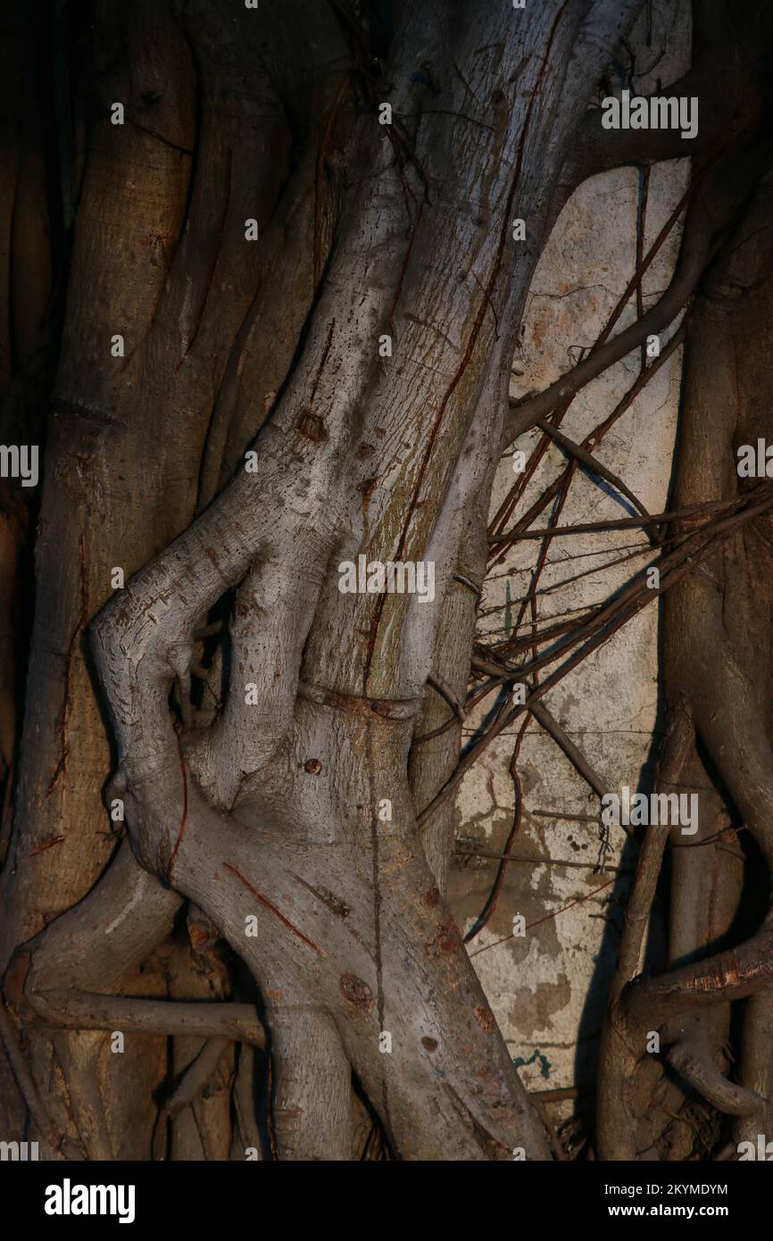 Root growth texture hi-res stock photography and images - Alamy