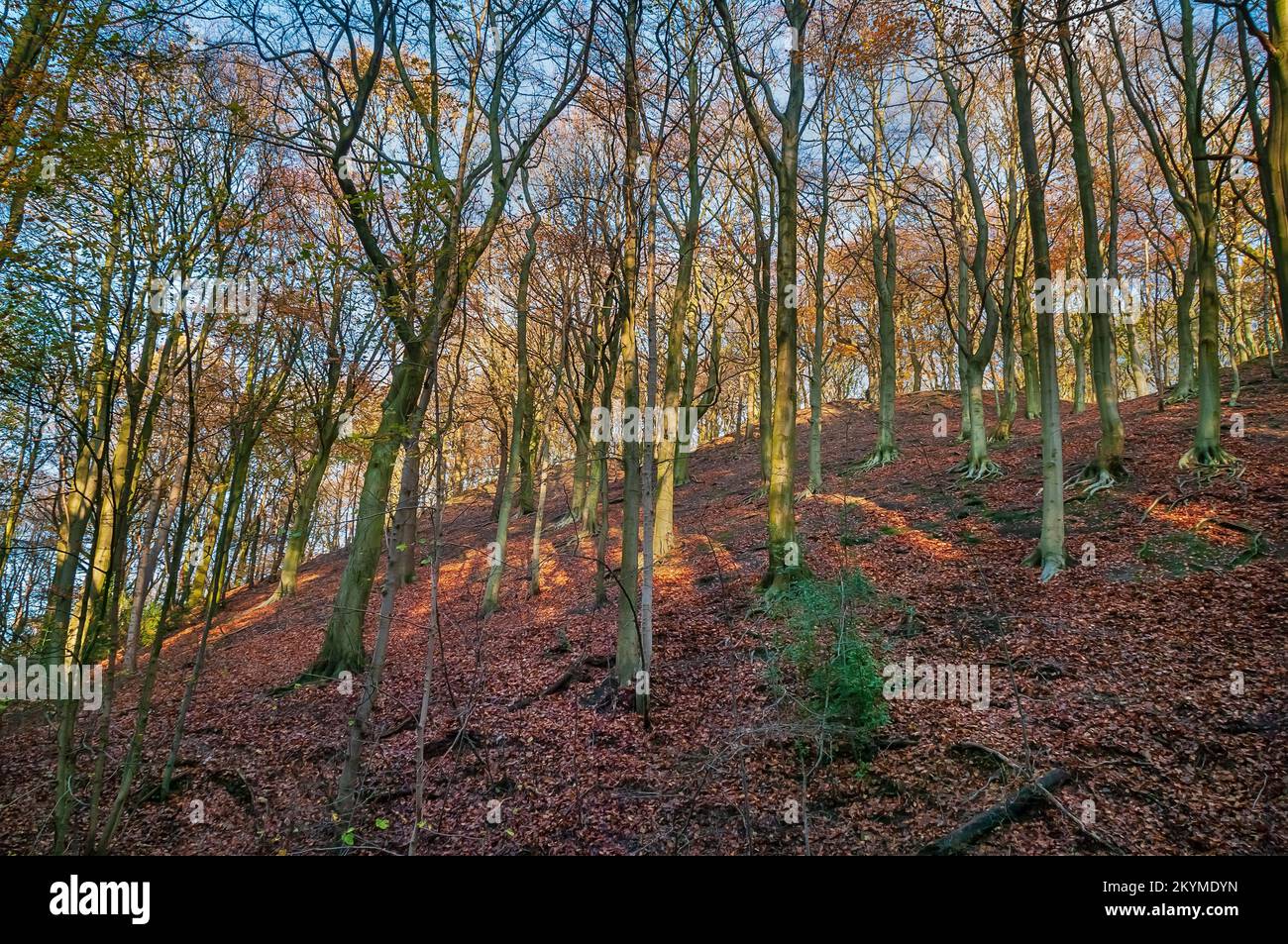 Bright autumn sunshine filtering through colourful trees on the steep ...