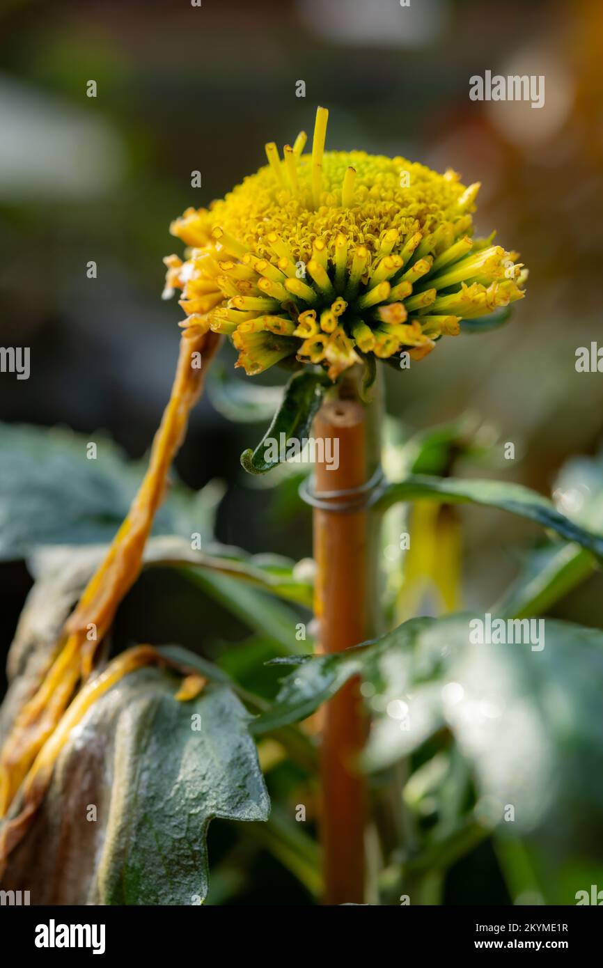 Core process hi-res stock photography and images - Alamy