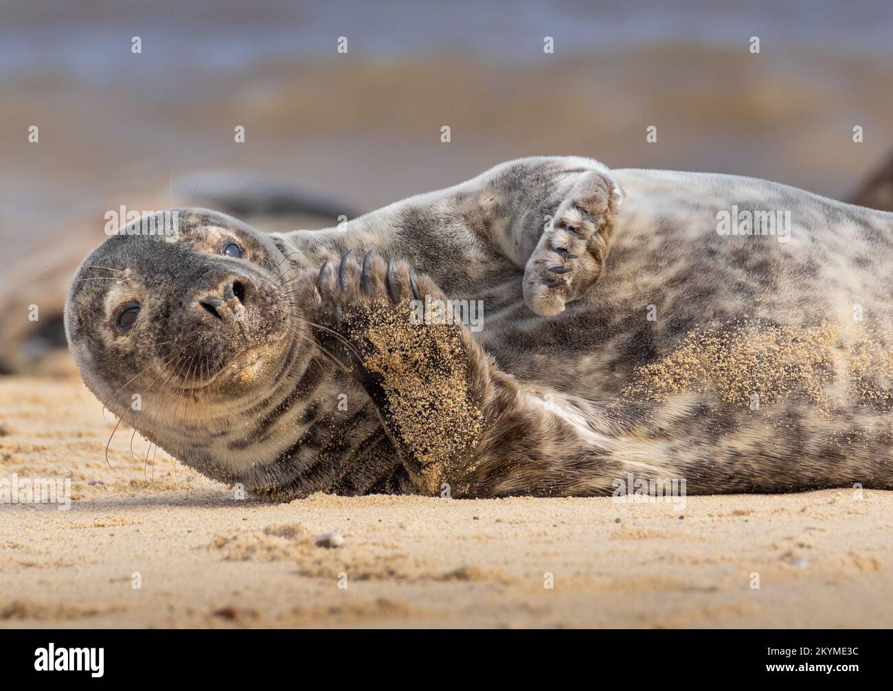 Cute young grey seal on Norfolk beach Stock Photo - Alamy