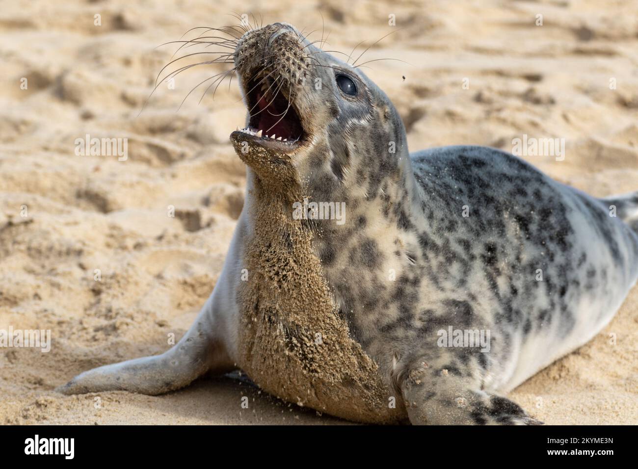 Seal teeth hi-res stock photography and images - Alamy