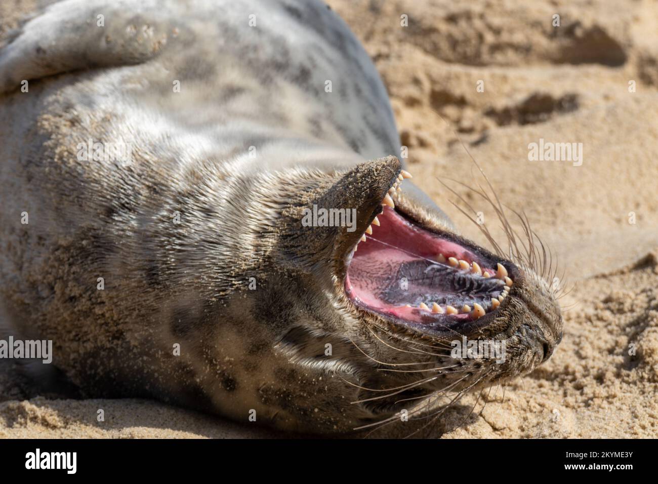 Young grey seal showing teeth Stock Photo - Alamy