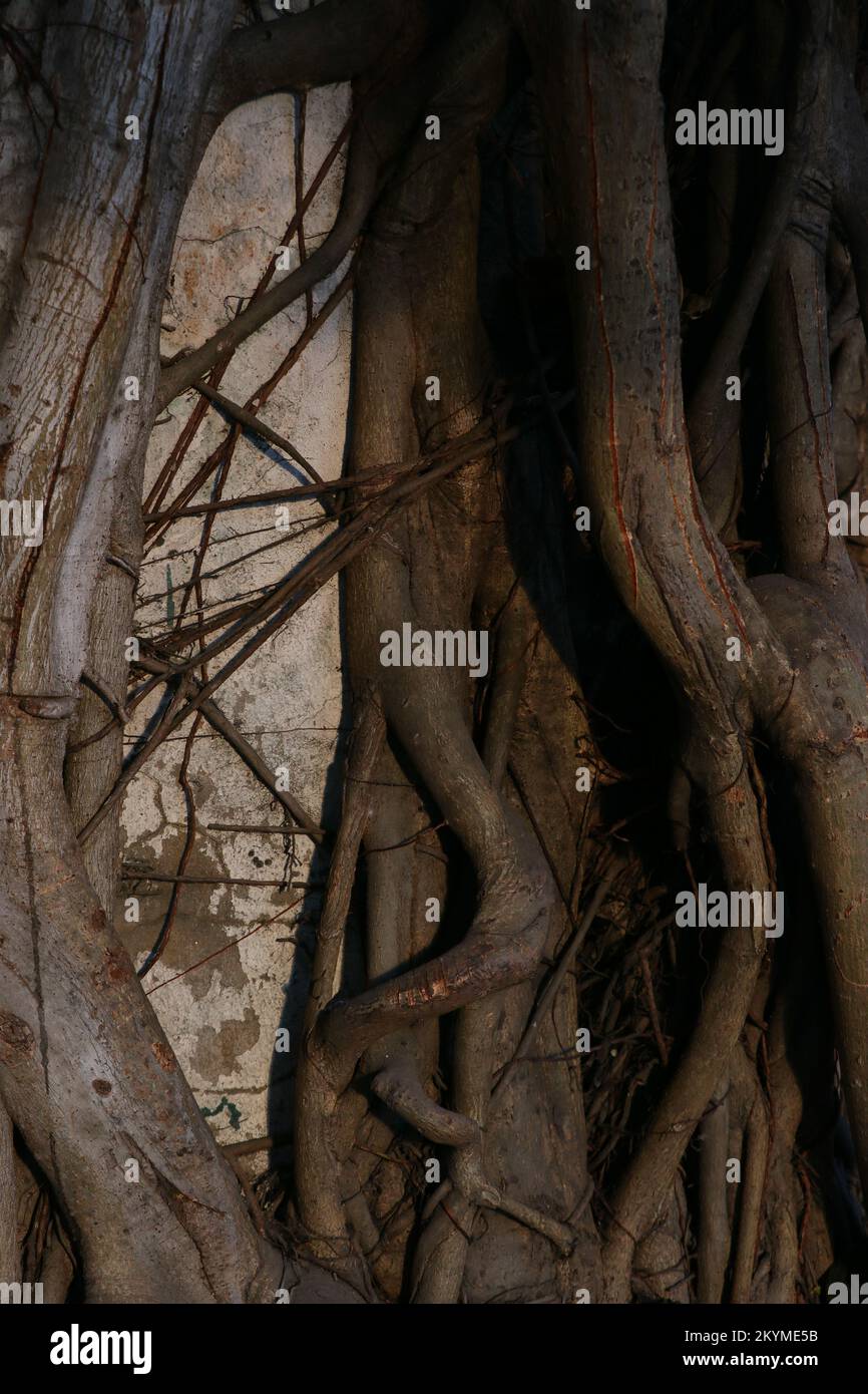 root of ficus tree on a old wall Stock Photo - Alamy