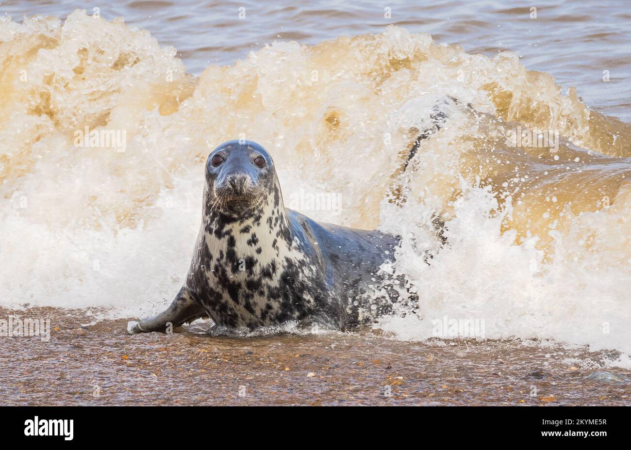 Young grey seal emerging from sea Stock Photo - Alamy
