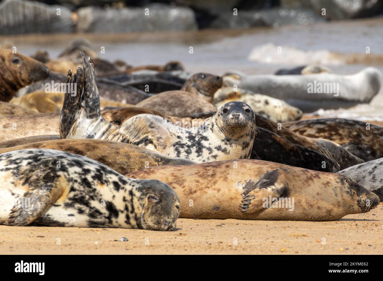 North sea seals basking hi-res stock photography and images - Alamy