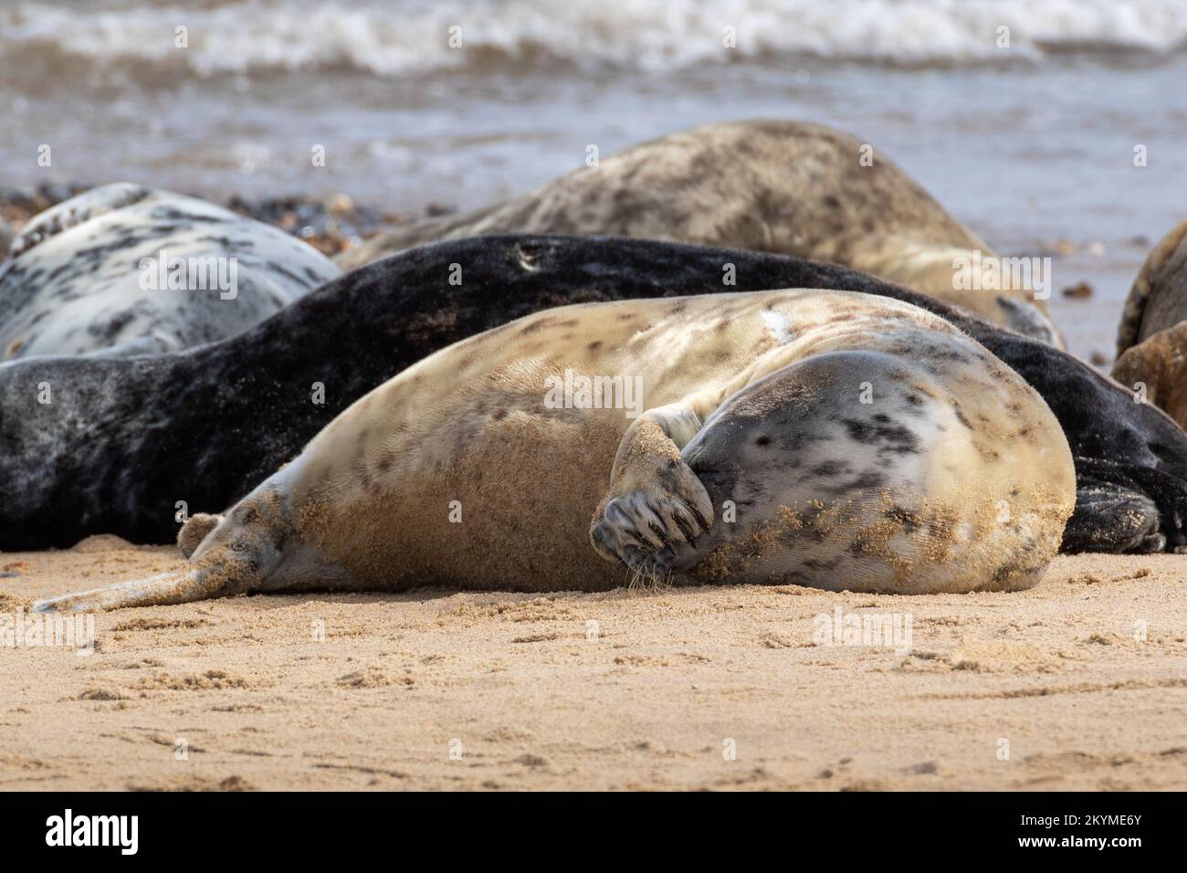 Seals paw hi-res stock photography and images - Alamy