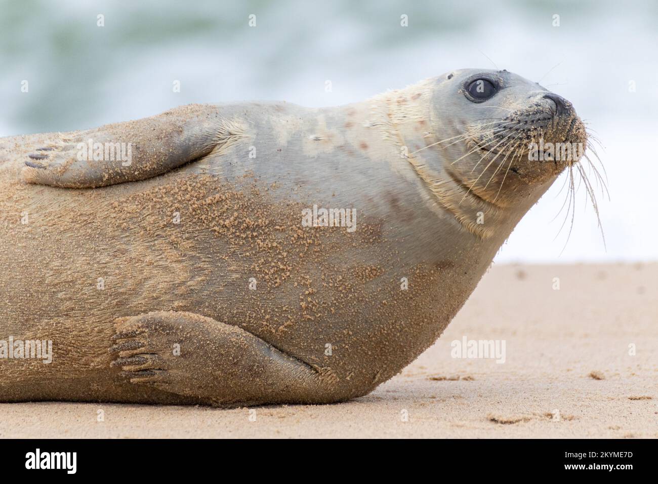 Seal Colour