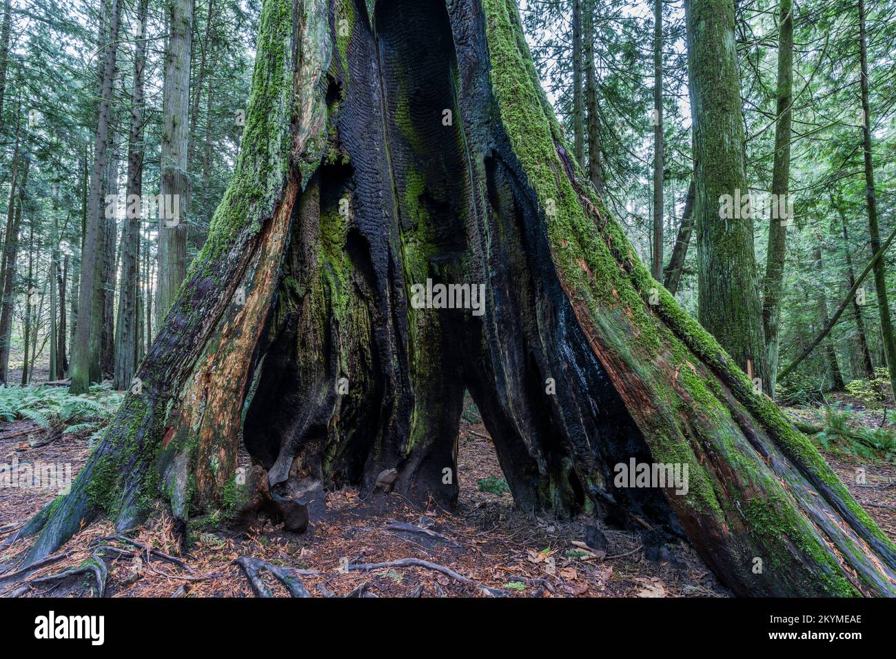 A large tree damaged by fire in a forest in Francis/King Regional Park ...