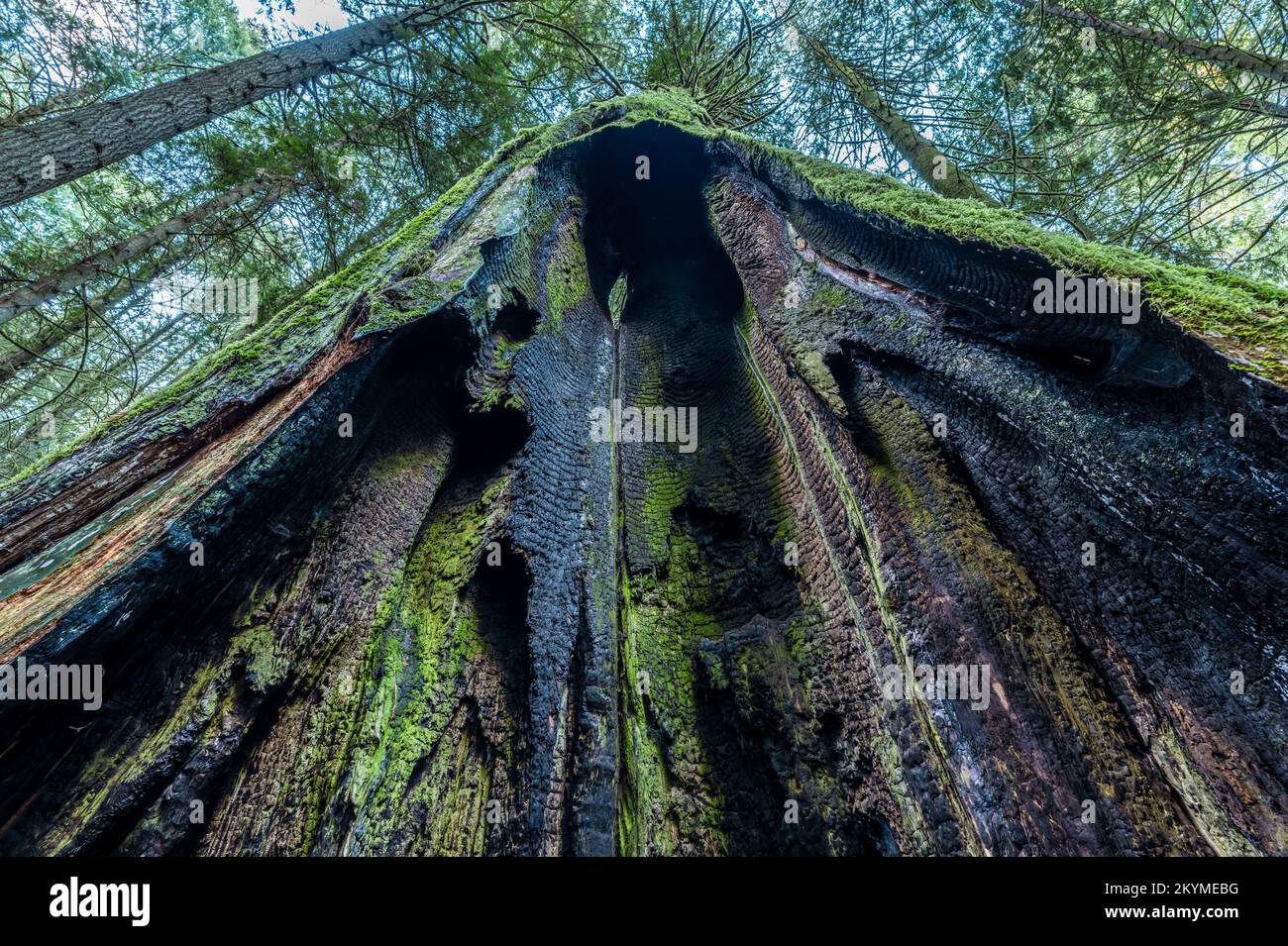 A large tree damaged by fire in a forest in Francis/King Regional Park ...