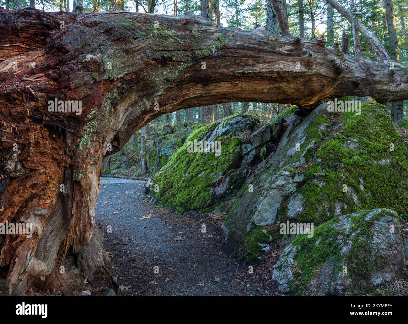 A fallen tree forms an arch over the Elsie King Trail in Francis/King ...