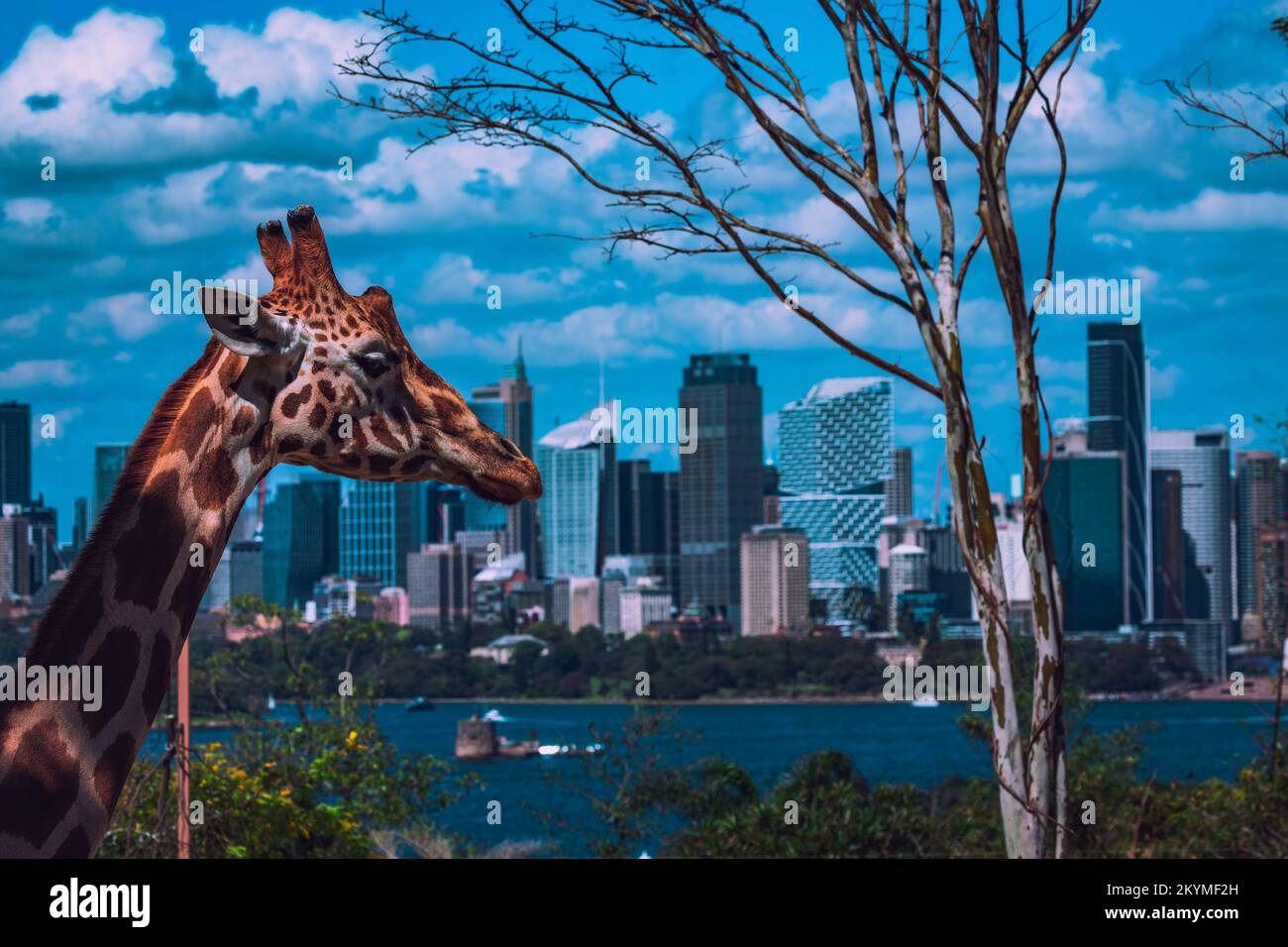 Giraffes can grow up to 18 feet tall. Sydney, Australia: THESE STUNNING ...
