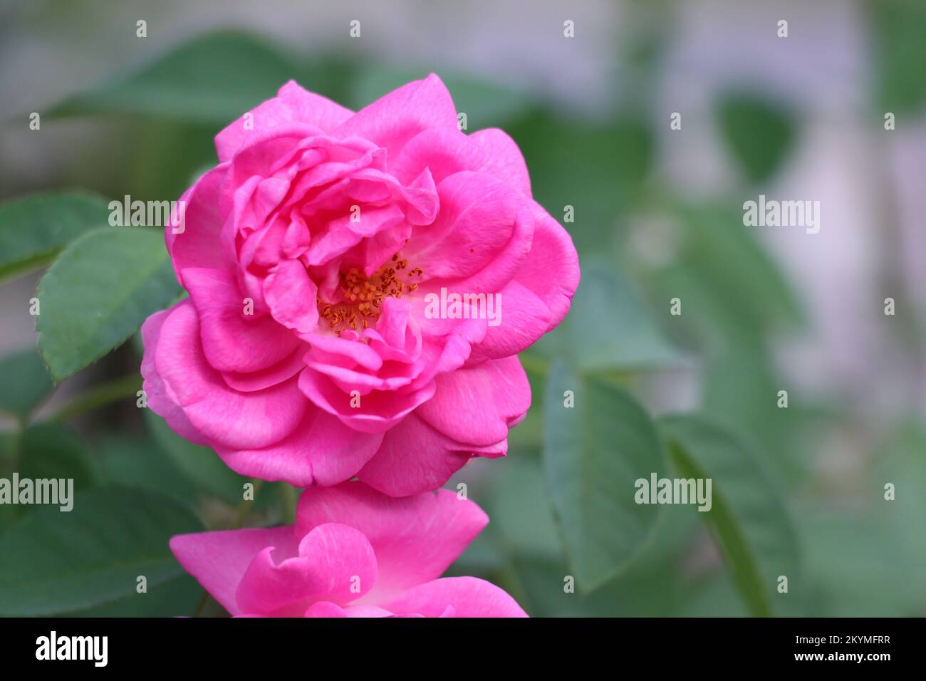 Pink Damask rose (Rosa x damascena) bloom Stock Photo - Alamy