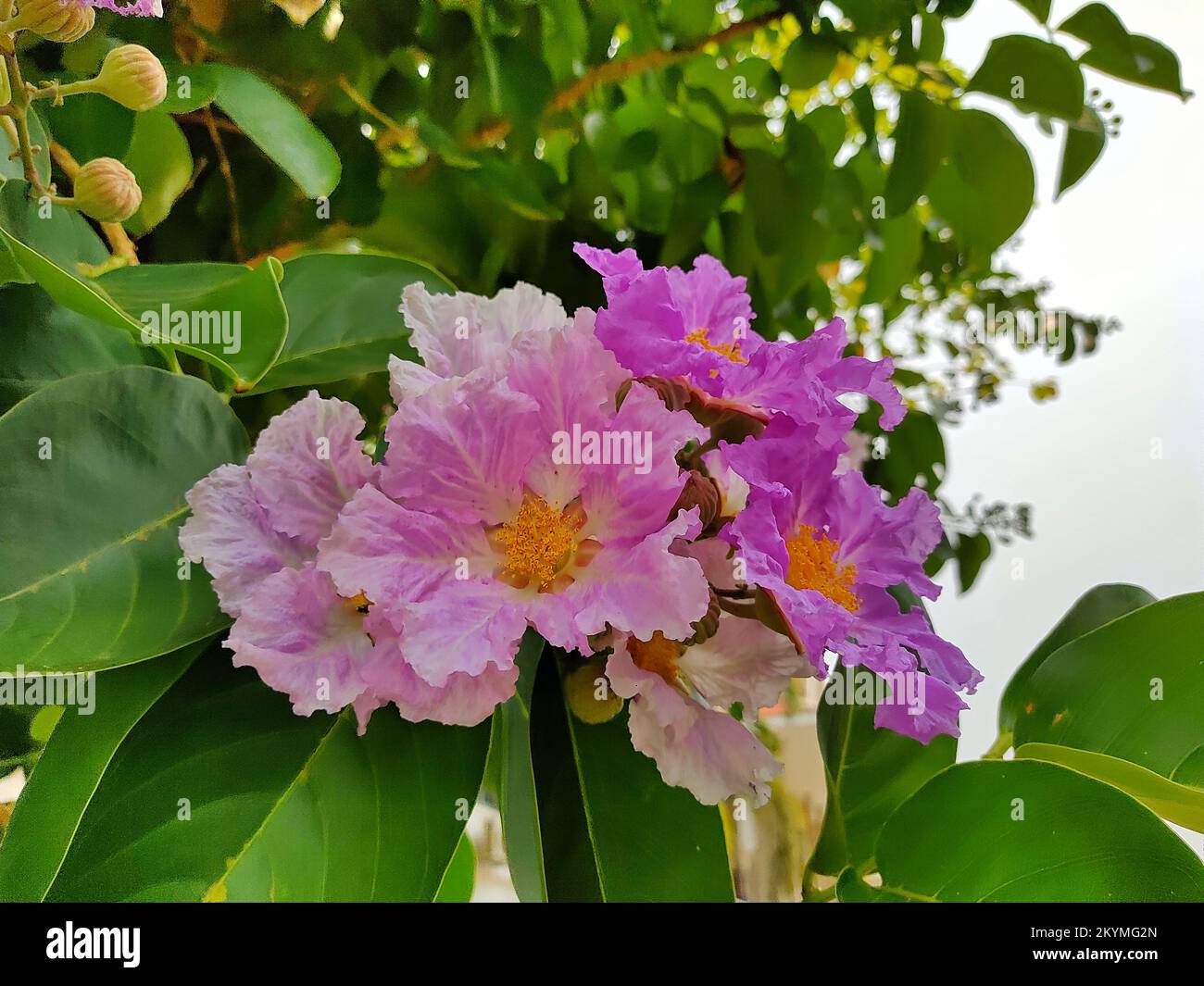 Queens botanical garden hi-res stock photography and images - Alamy