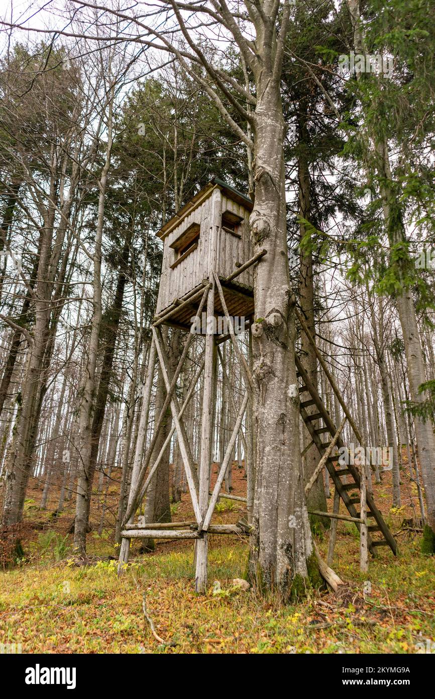 Hunting observation post in the forest in autumn Stock Photo - Alamy