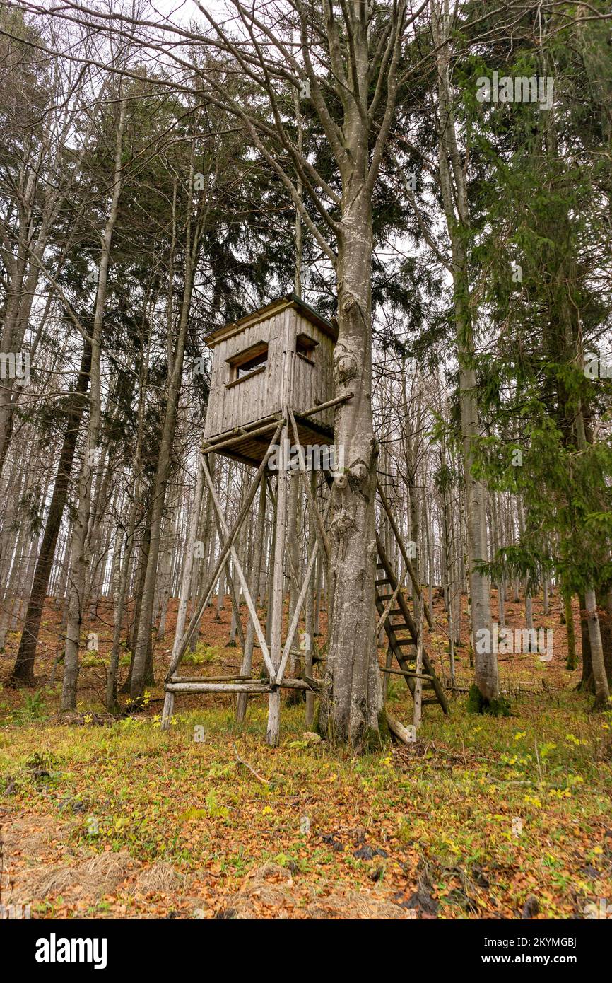 Hunting observation post in the forest in autumn Stock Photo - Alamy