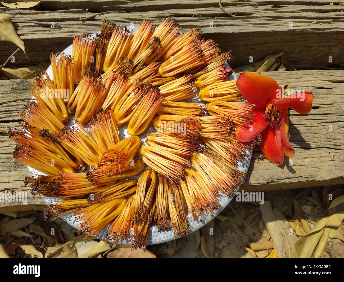 Bombax ceiba tree hi-res stock photography and images - Alamy