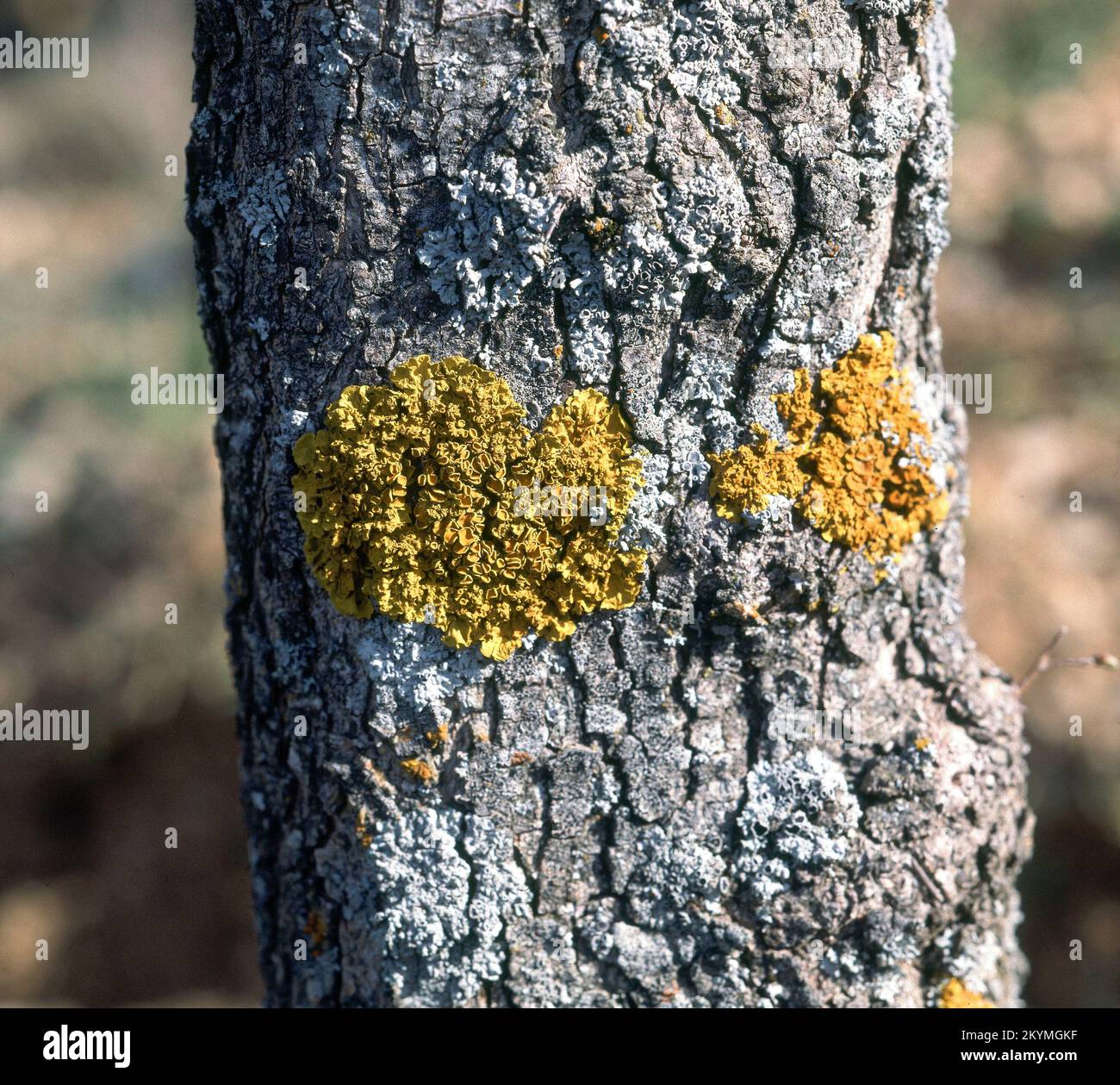 TRONCO DE ARBOL-DET CORTEZA - FOTO AÑOS 90 Stock Photo - Alamy