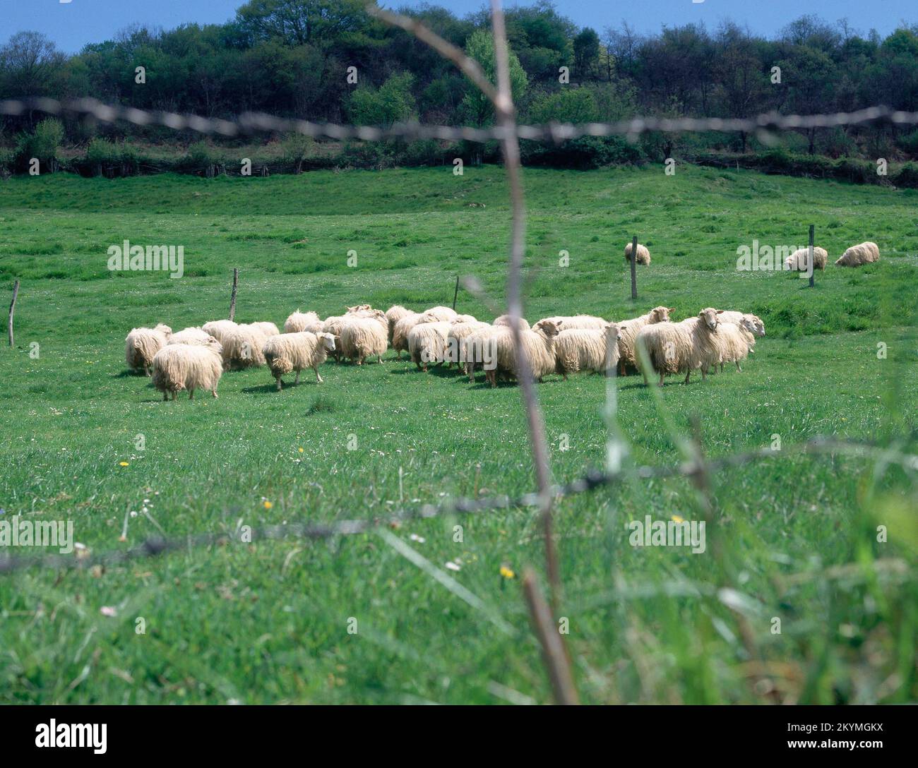 Ovejas pastando hi-res stock photography and images - Alamy