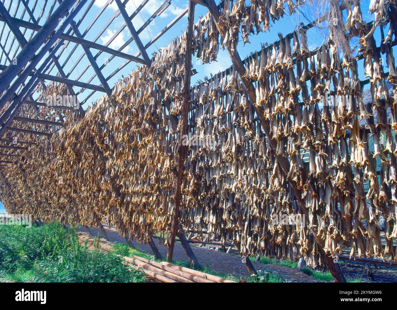 SECADERO DE BACALAO - FOTO AÑOS 00. Location: EXTERIOR. TROMSO Stock ...