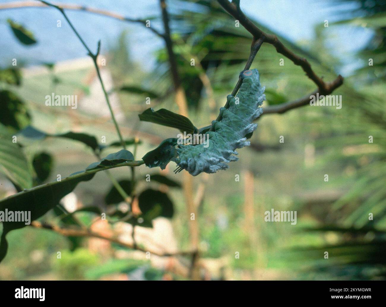 Hoja de java hi-res stock photography and images - Alamy