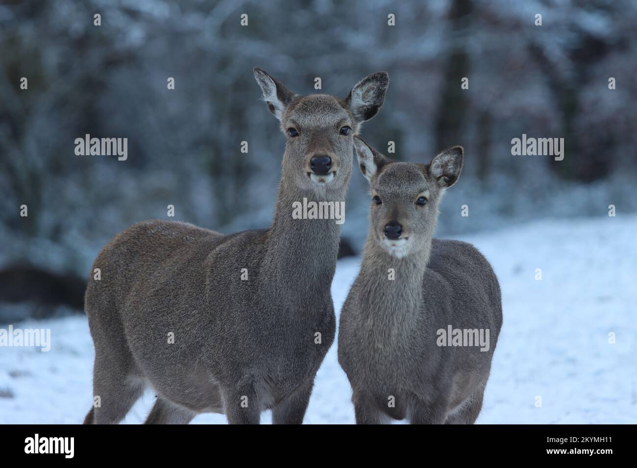 Photo of two cute roe deer in a wildlife park with a direct view from ...