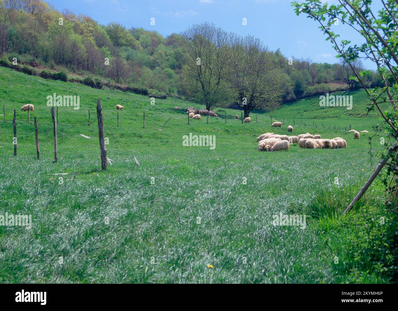 Rebano pastando hi-res stock photography and images - Alamy