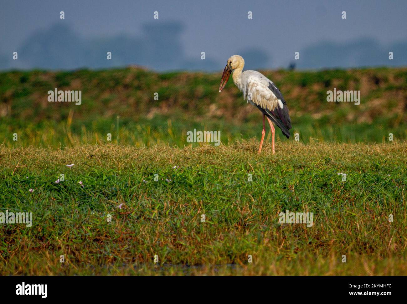 Adjutant Stork at Chalk Bird Sanctuary in Odisha India Stock Photo - Alamy