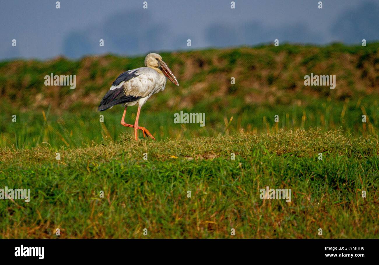 Adjutant Stork at Chalk Bird Sanctuary in Odisha India Stock Photo - Alamy