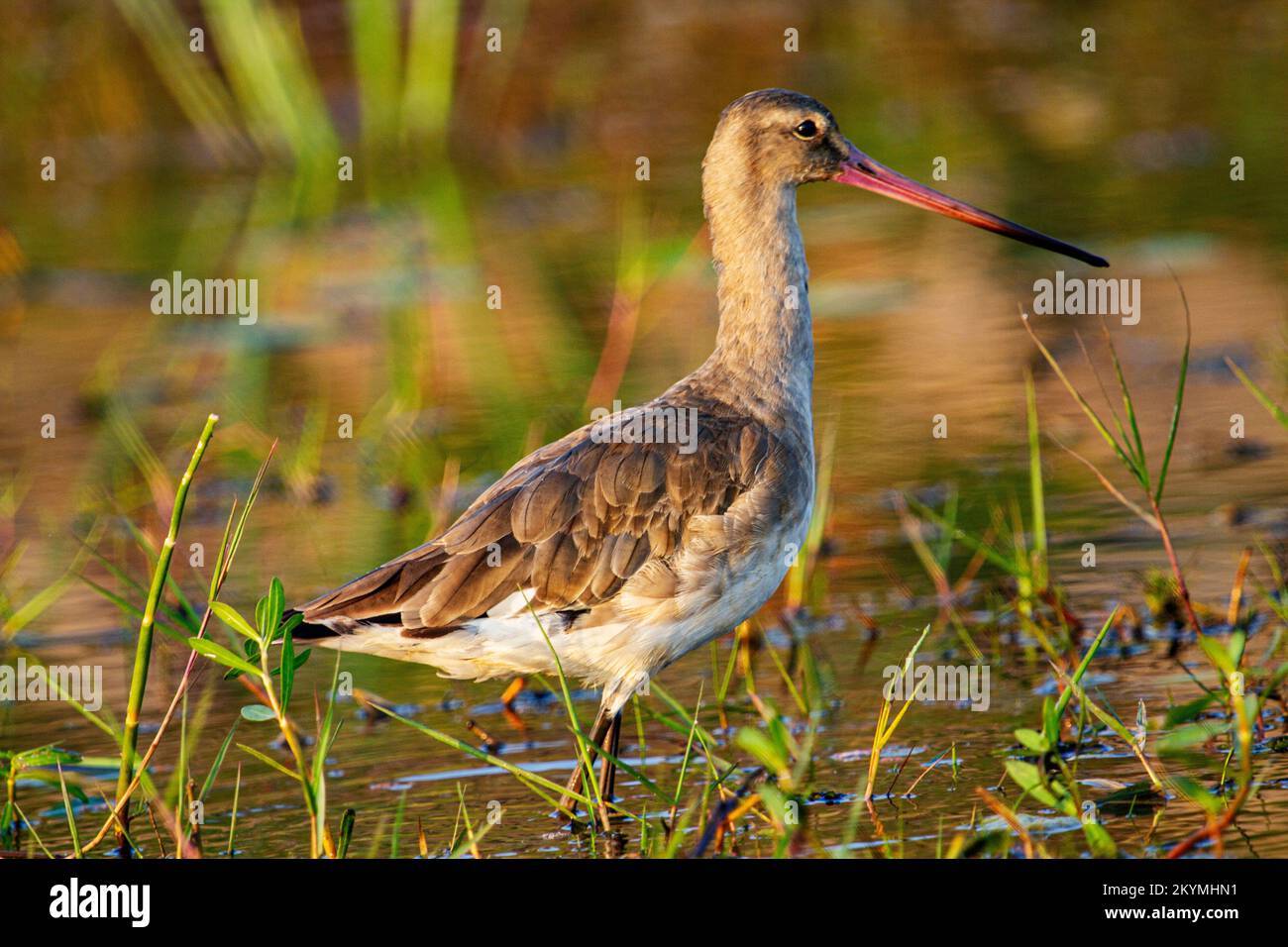 Godwit birds at Chalk Bird Sanctuary in Odisha India with reflection in ...
