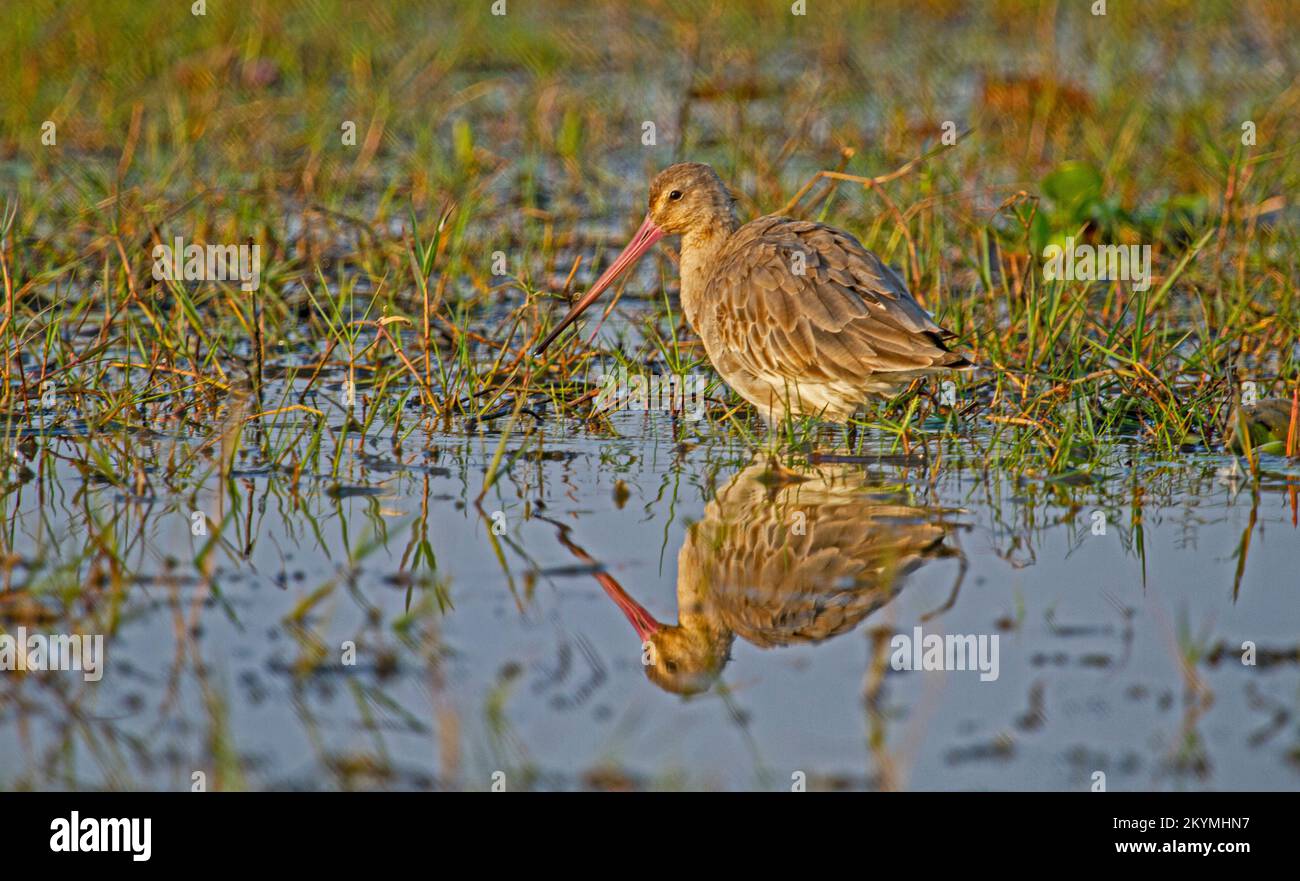 Godwit birds at Chalk Bird Sanctuary in Odisha India with reflection in ...
