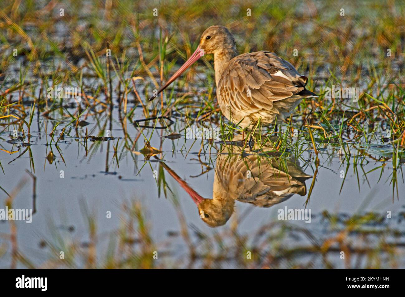 Godwit birds at Chalk Bird Sanctuary in Odisha India with reflection in ...
