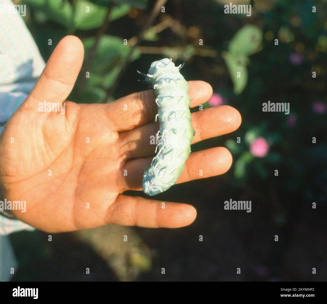 DETALLE DE GUSANO DE GRANDES DIMENSIONES. Location: INVERNADERO. Java ...