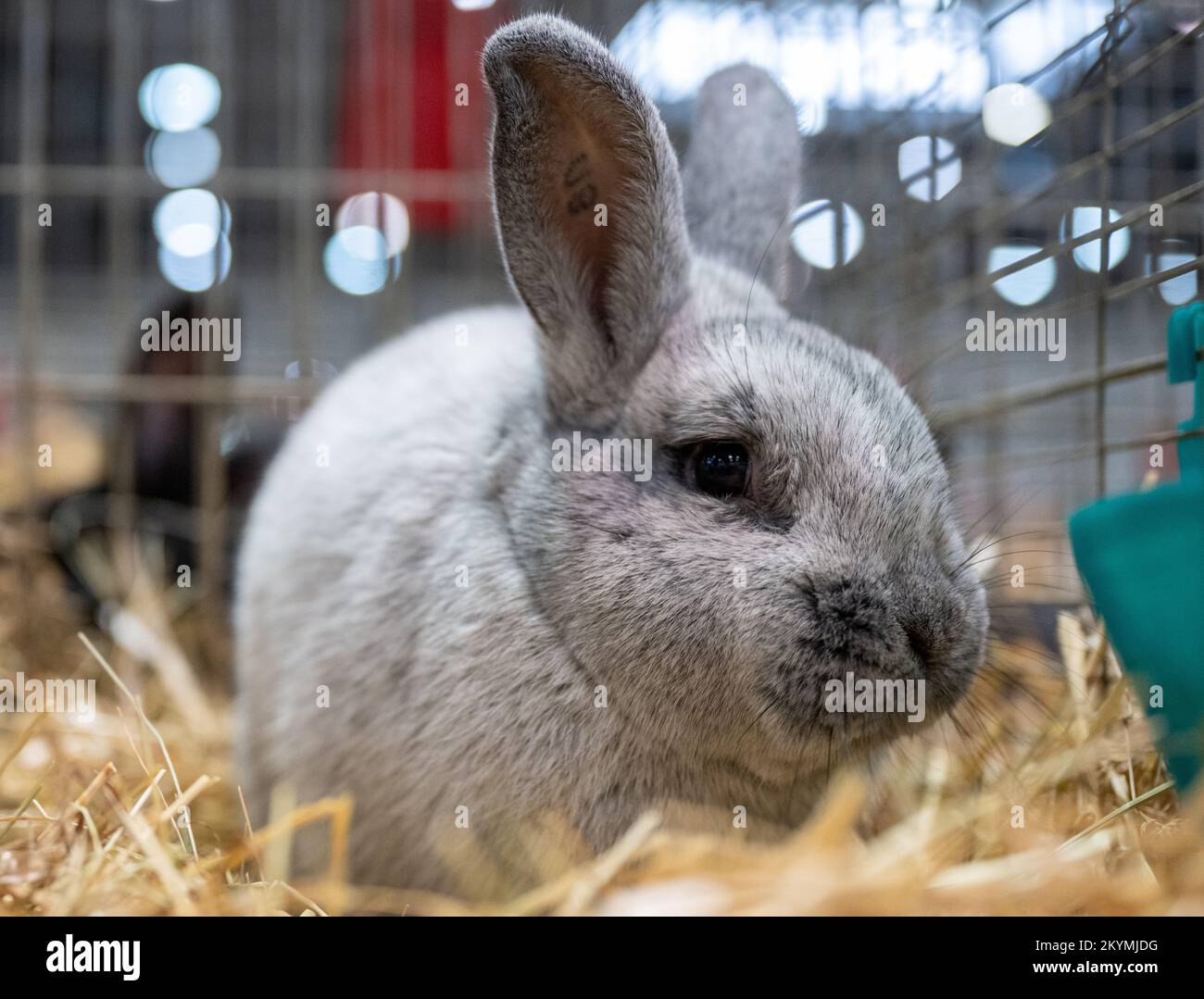 Leipzig, Germany. 01st Dec, 2022. A rabbit of the breed Kleinsilber ...