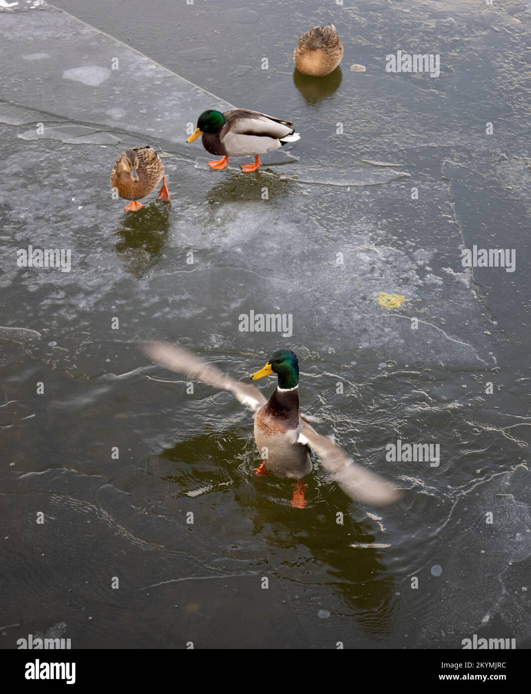 Moscow, Russia. 1 December, 2022. A duck swims and the rest of the ...