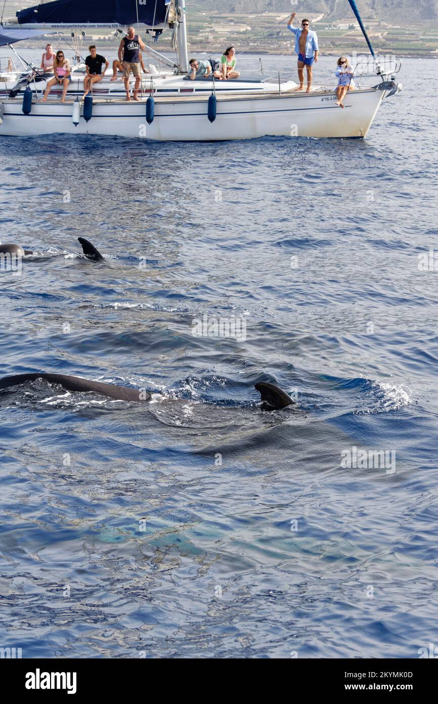 Short-finned pilot whale (Globicephala macrorhynchus) pod surfacing ...