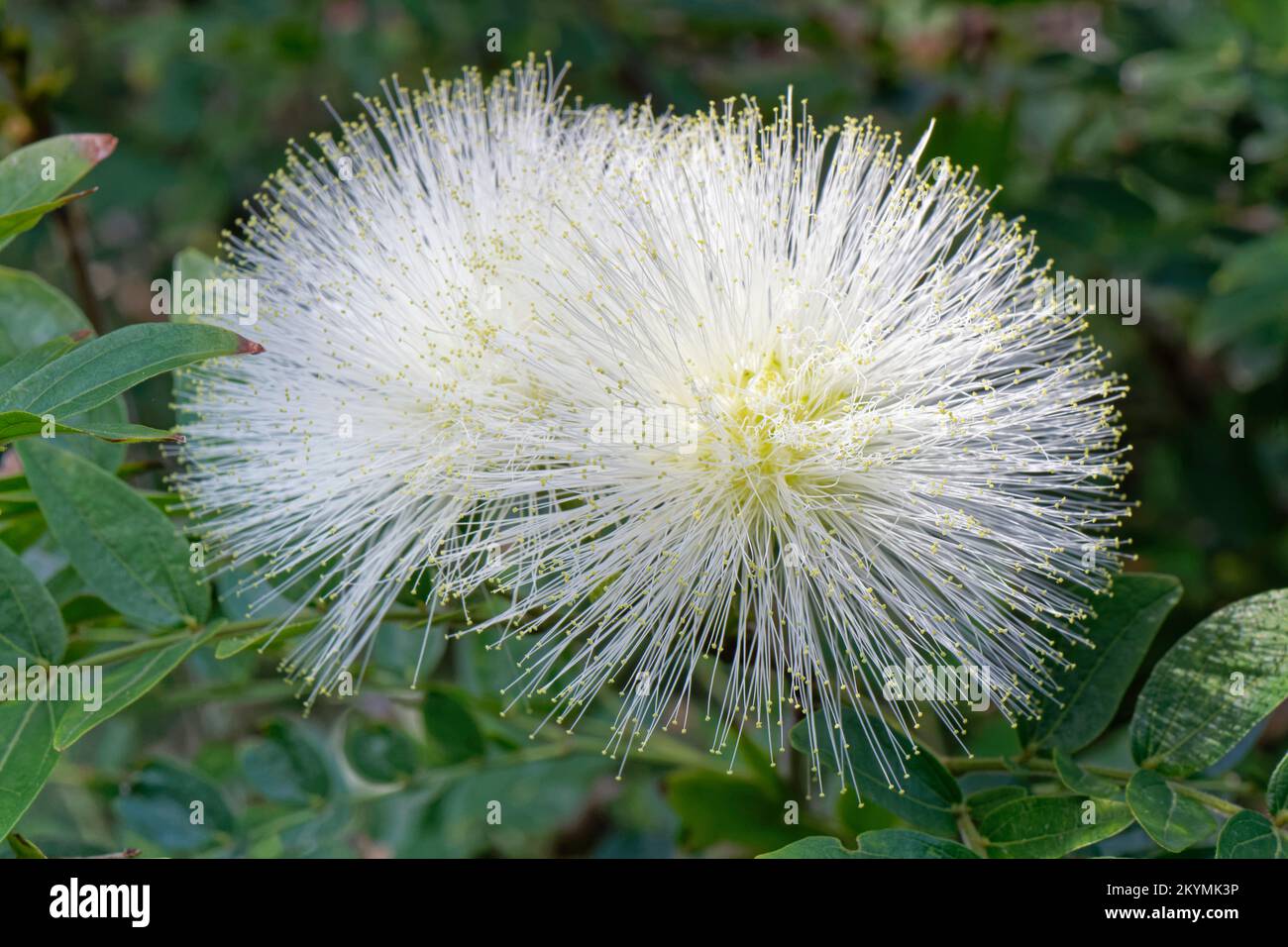 White powderpuff (Calliandra haematocephala alba) shrub flowering ...