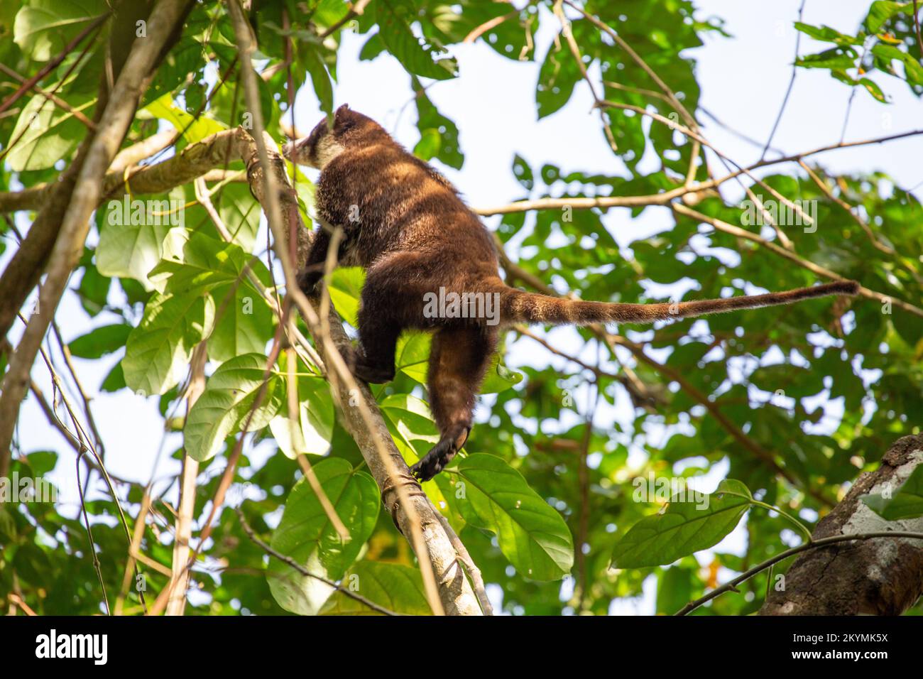 A beautiful white-nosed coati climbs the tree in Corcovado National ...