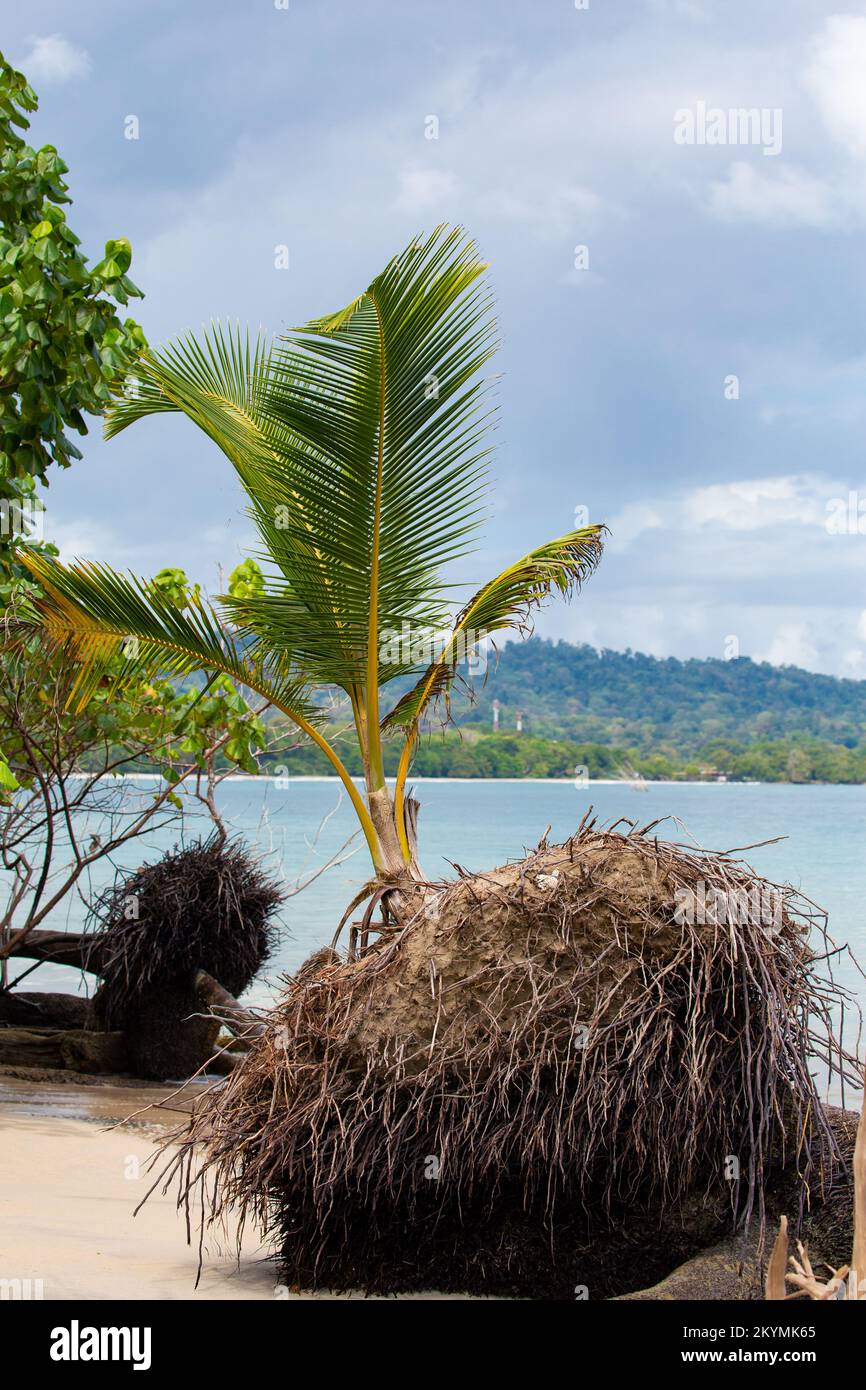 A tropical white sand beach with driftwood and a young palm tree in ...